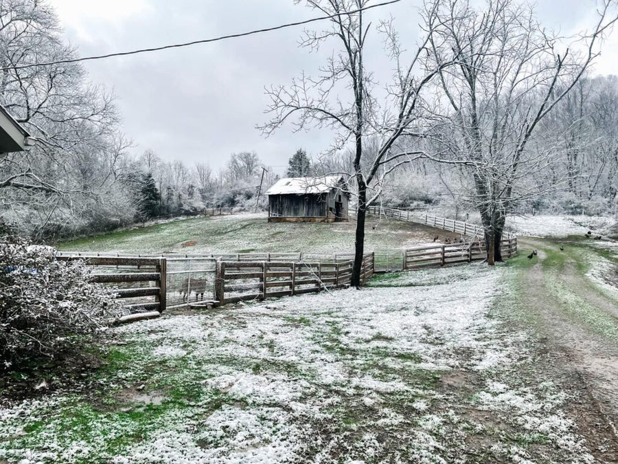 Planting roots and cultivating a simple life: adventures in modern ...